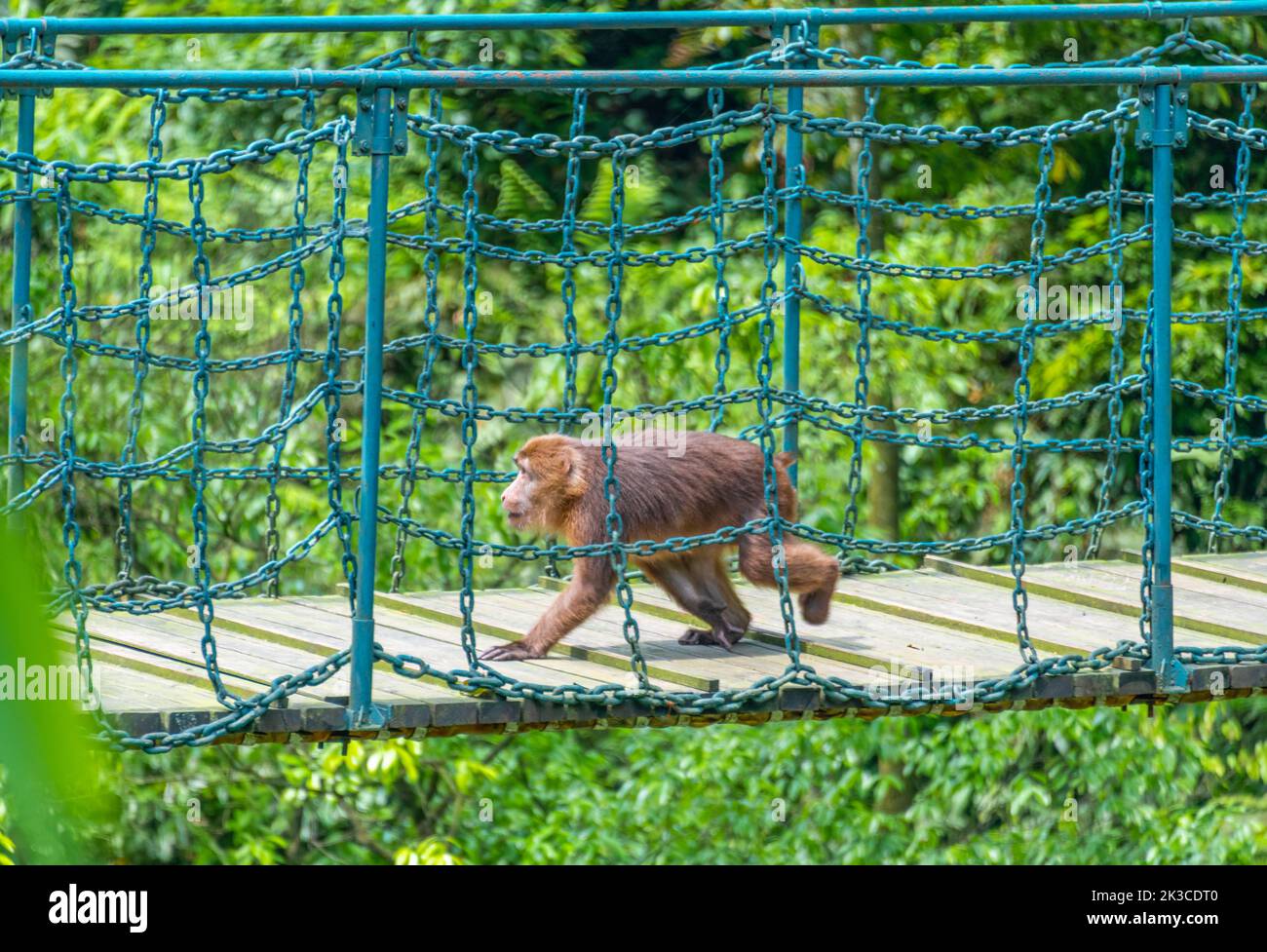 Ape crossing bridge hi-res stock photography and images - Alamy