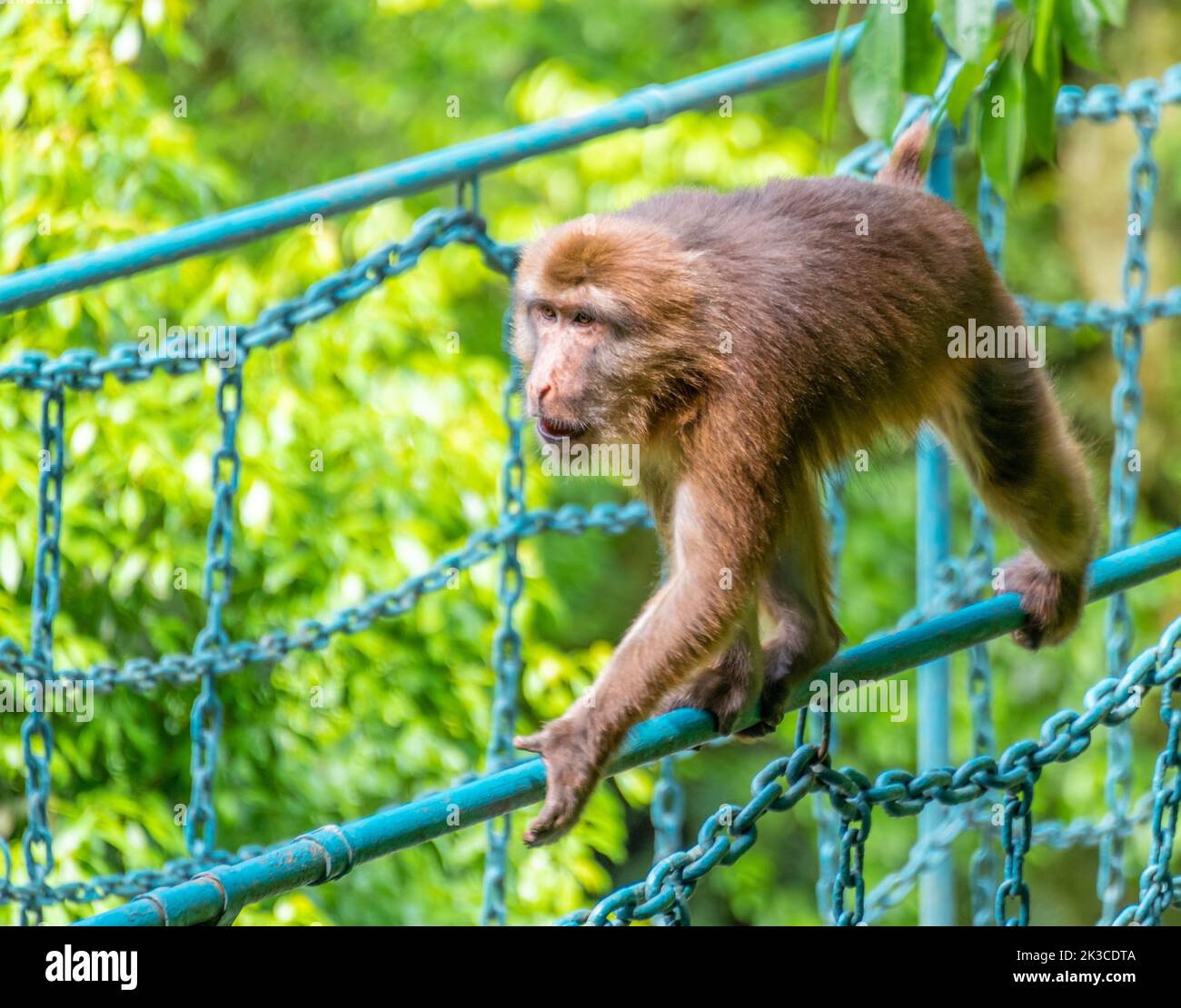 Monkeys crossing a bridge in Mount Emei, Sichuan Province, China Stock ...
