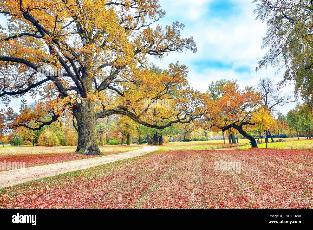Amazing autumn landscape with old oak trees in Muskau Park. UNESCO ...