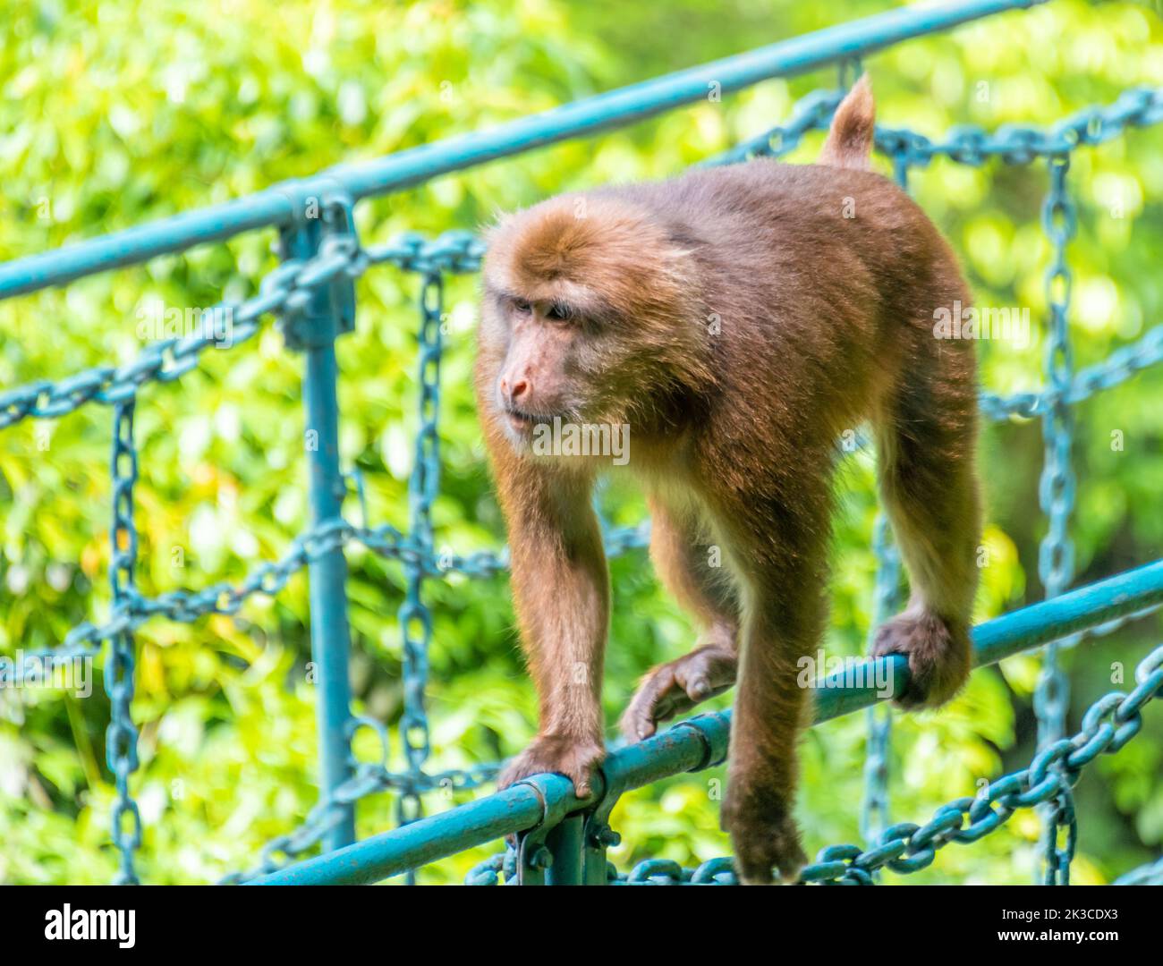 Emei and monkeys hi-res stock photography and images - Alamy