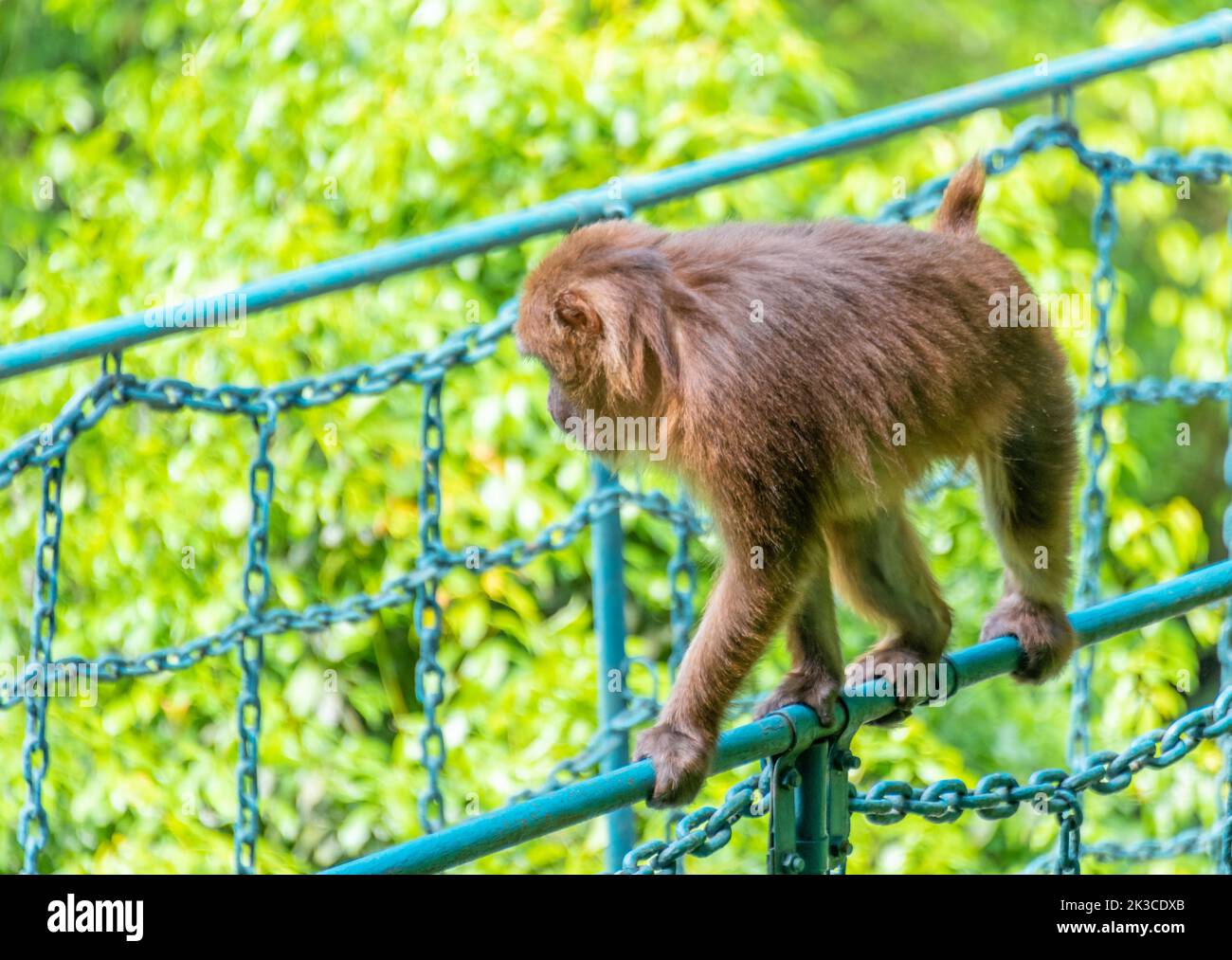 Ape crossing bridge hi-res stock photography and images - Alamy