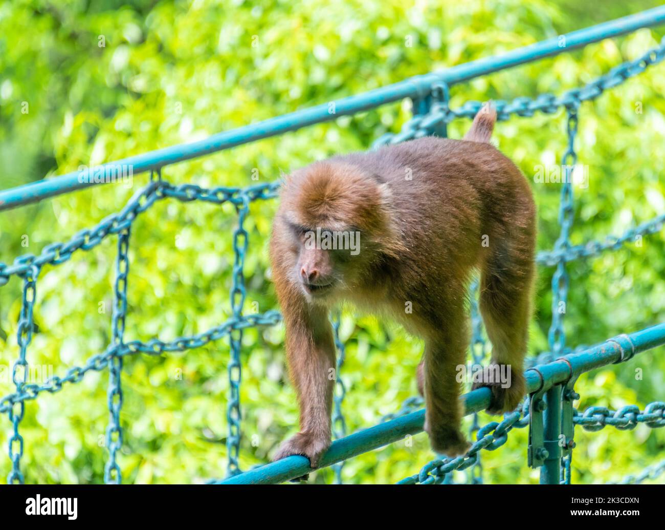 Emei and monkeys hi-res stock photography and images - Alamy