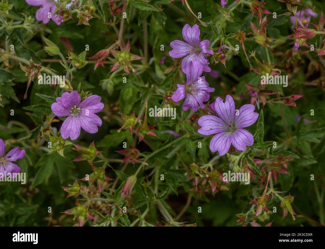 Endresss cranesbill hi-res stock photography and images - Alamy