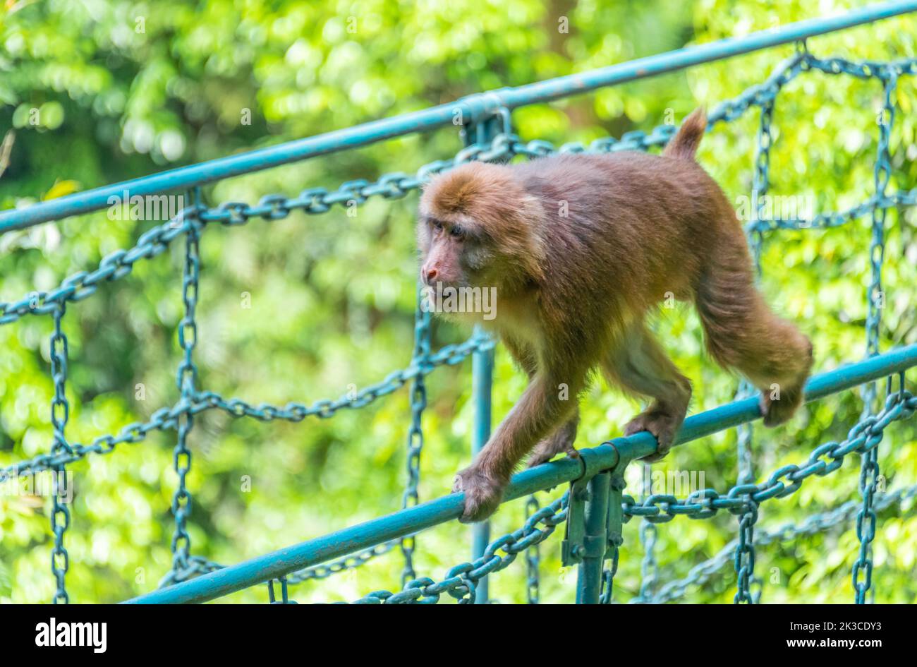Monkeys crossing a bridge in Mount Emei, Sichuan Province, China Stock Photo - Alamy