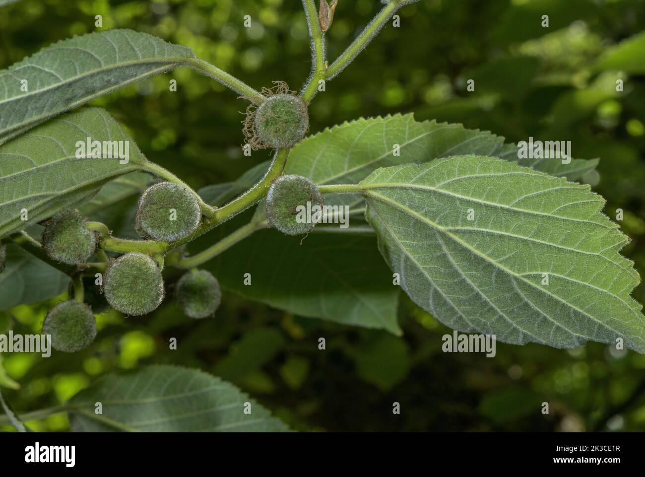 Kozo paper hi-res stock photography and images - Alamy
