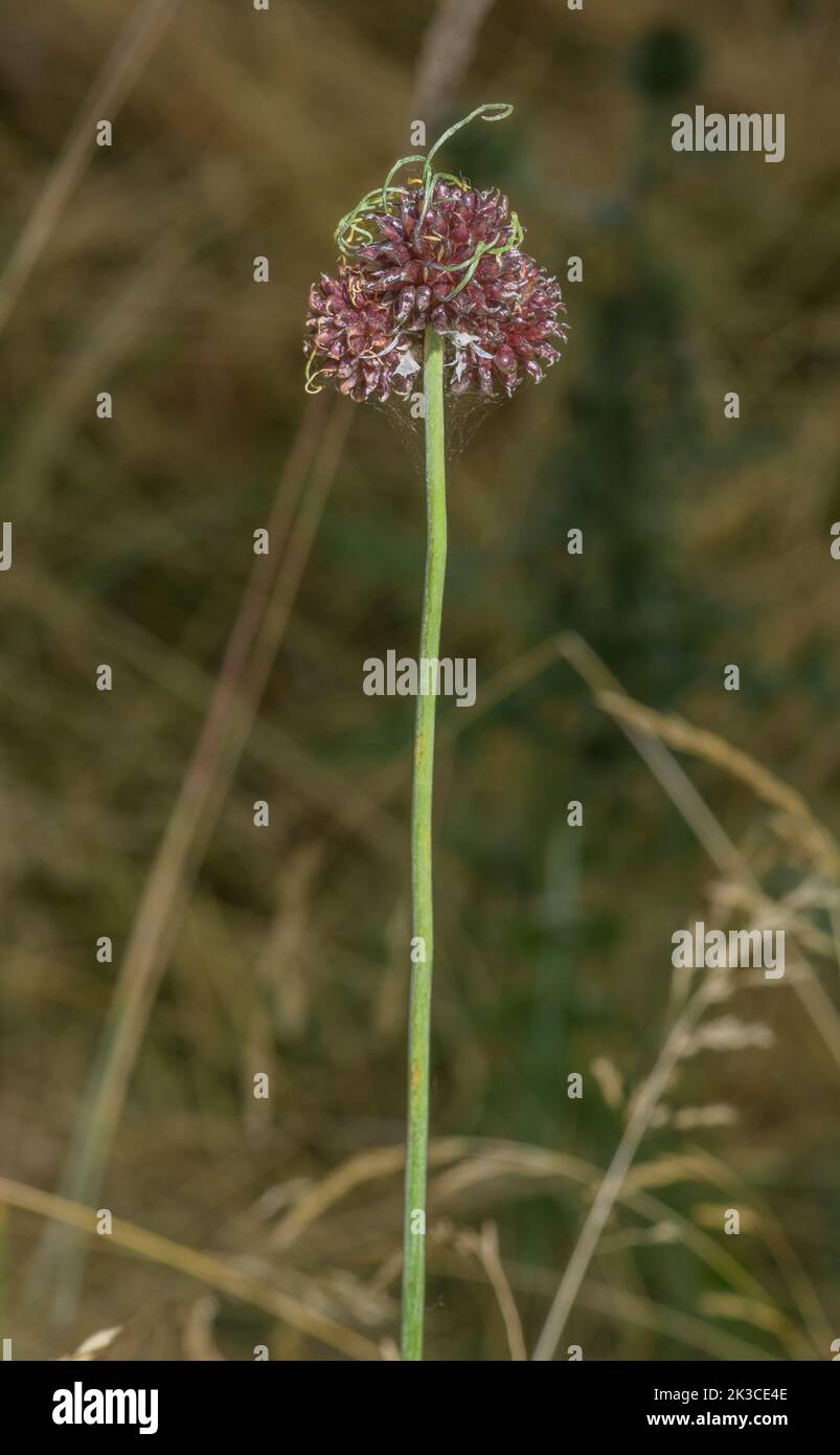 Crow Garlic, Allium vineale, with bulbils in summer; grassland Stock ...