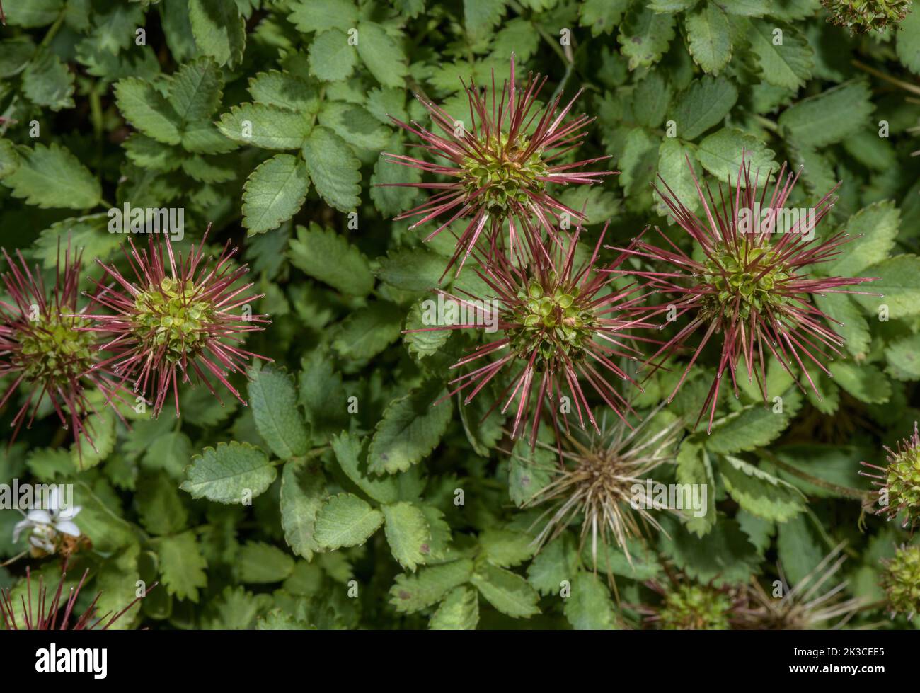 New Zealand burr, Acaena buchananii, in fruit; New Zealand Stock Photo ...
