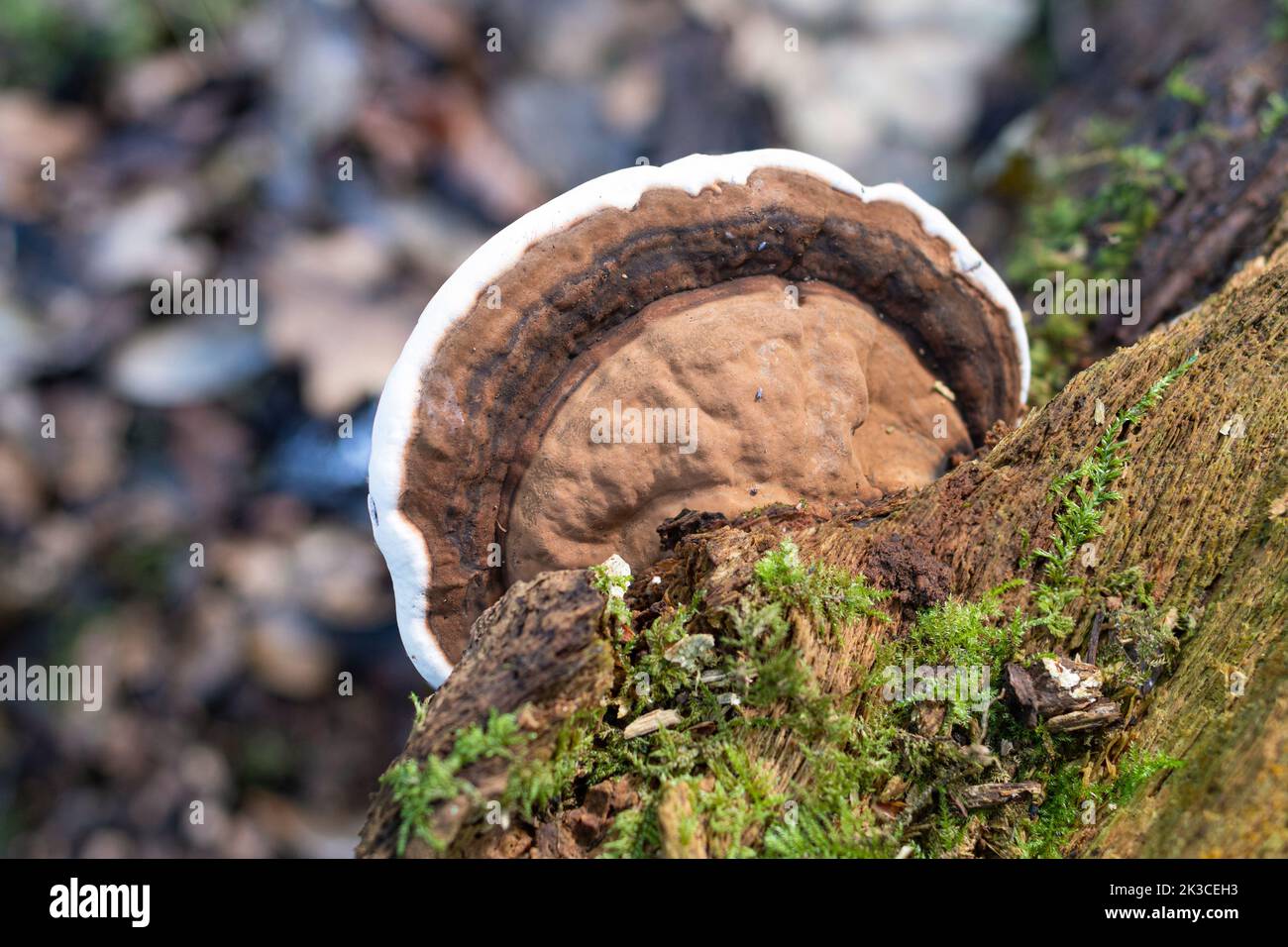 Brown bracket fungus with white rim growing on dead tree trunk in ...