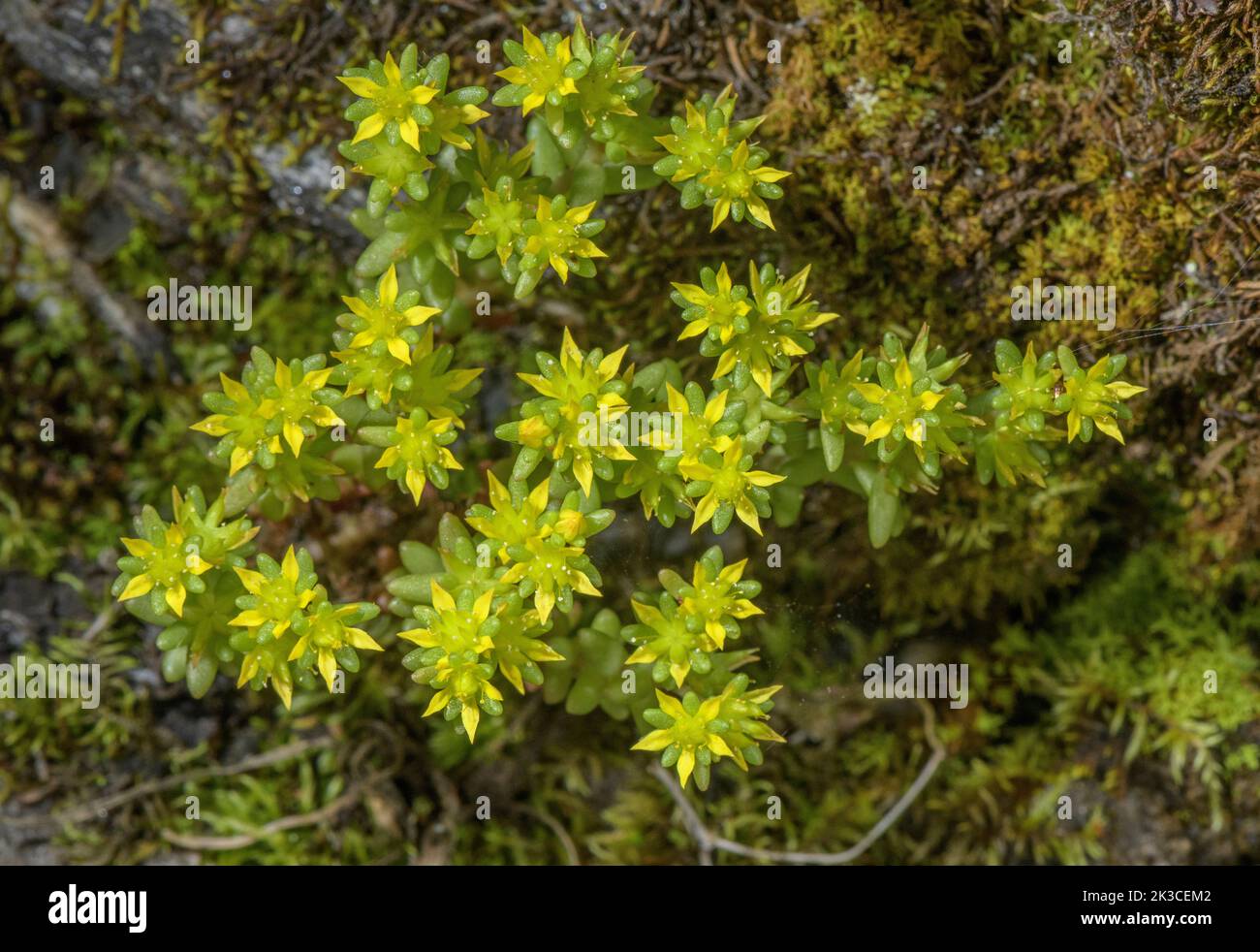 Annual Stonecrop, Sedum annuum in flower, Italian Alps Stock Photo - Alamy
