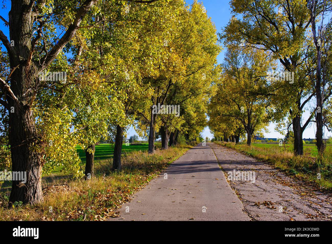 Rural road on an autumn day. Autumn road through a rural field ...