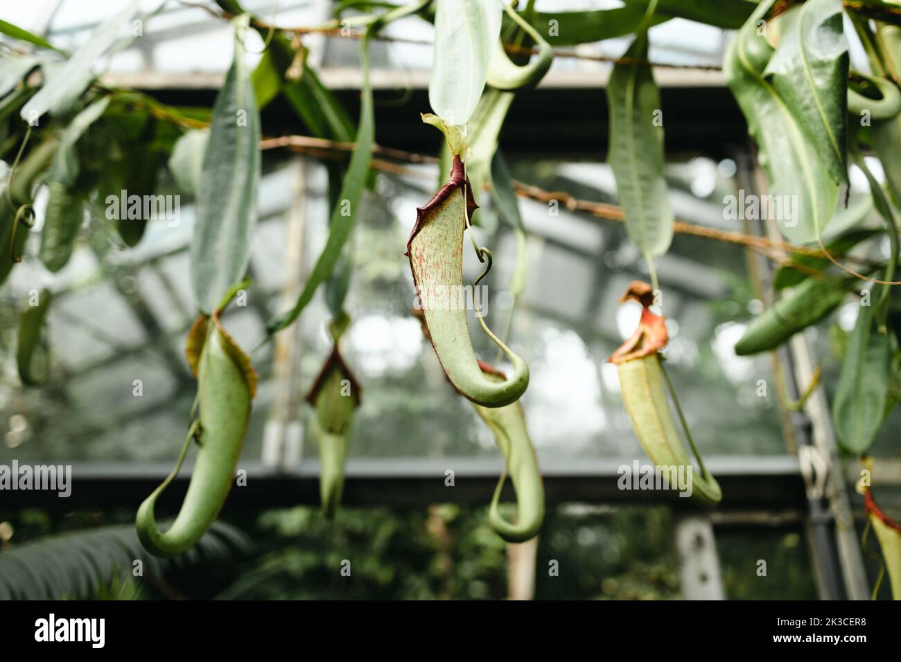 Close up Nepenthes plant in nature summer forest. Abstract green ...