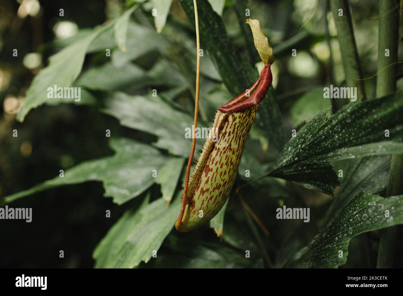 Close up Nepenthes plant in nature summer forest. Abstract green ...