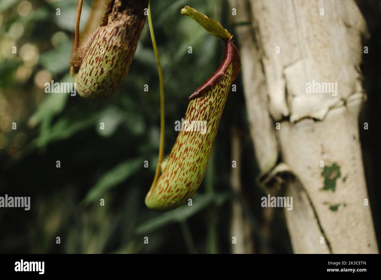 Close up Nepenthes plant in nature summer forest. Abstract green ...