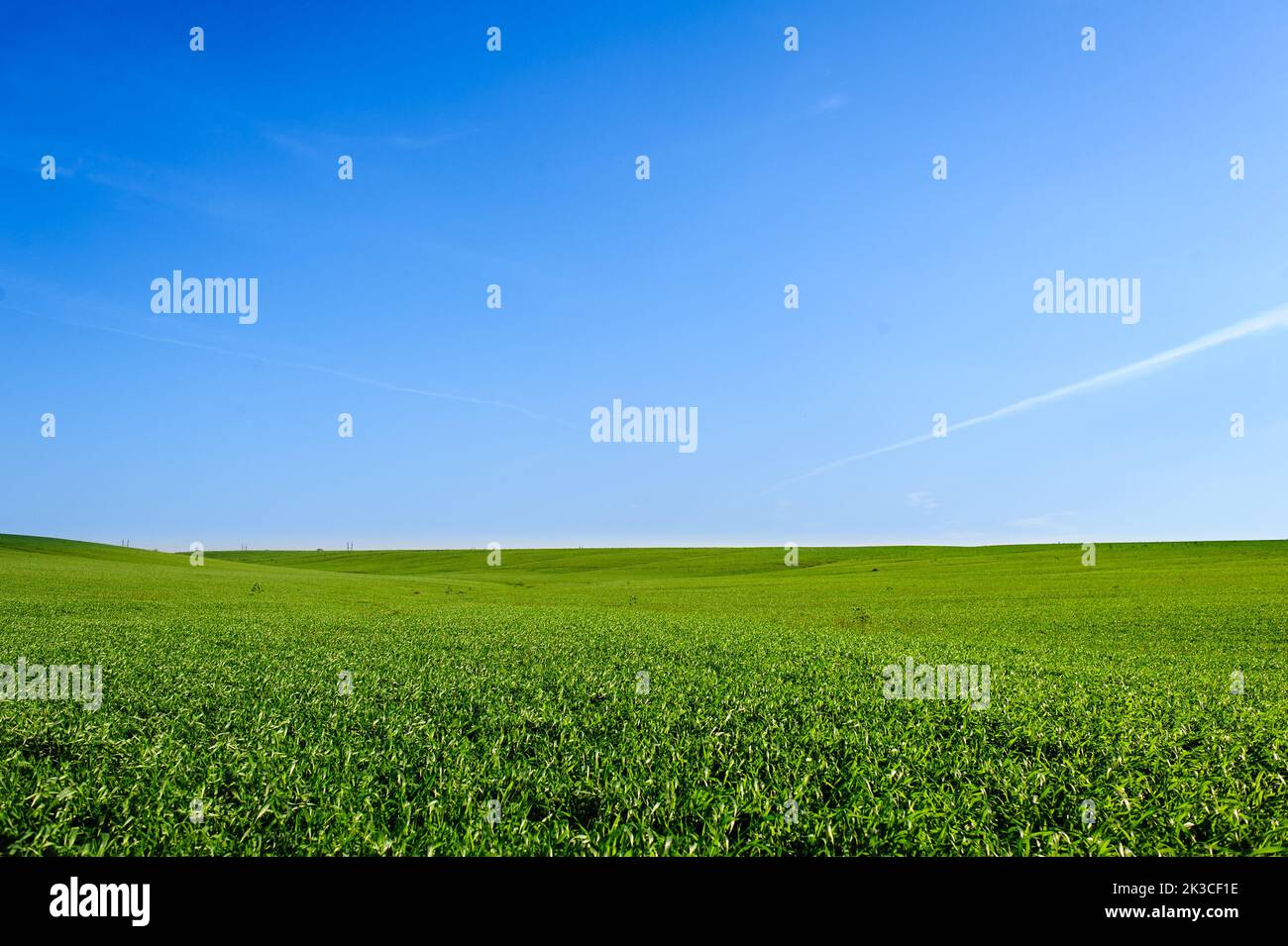 Ukrainian Green Field of wheat, blue sky and sun, white clouds ...