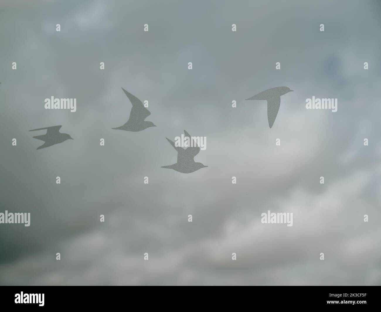 Flying birds against hi-res stock photography and images - Alamy