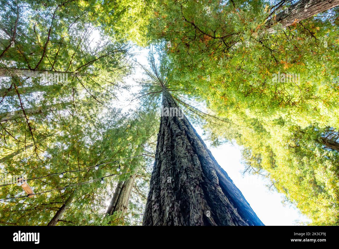 Redwood trees canopy hi-res stock photography and images - Alamy