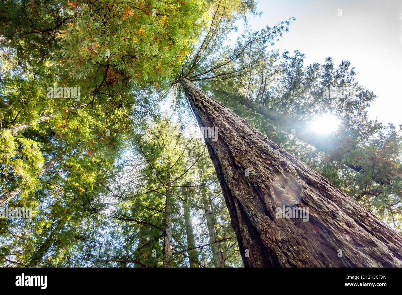 Tall canopy trees hi-res stock photography and images - Alamy