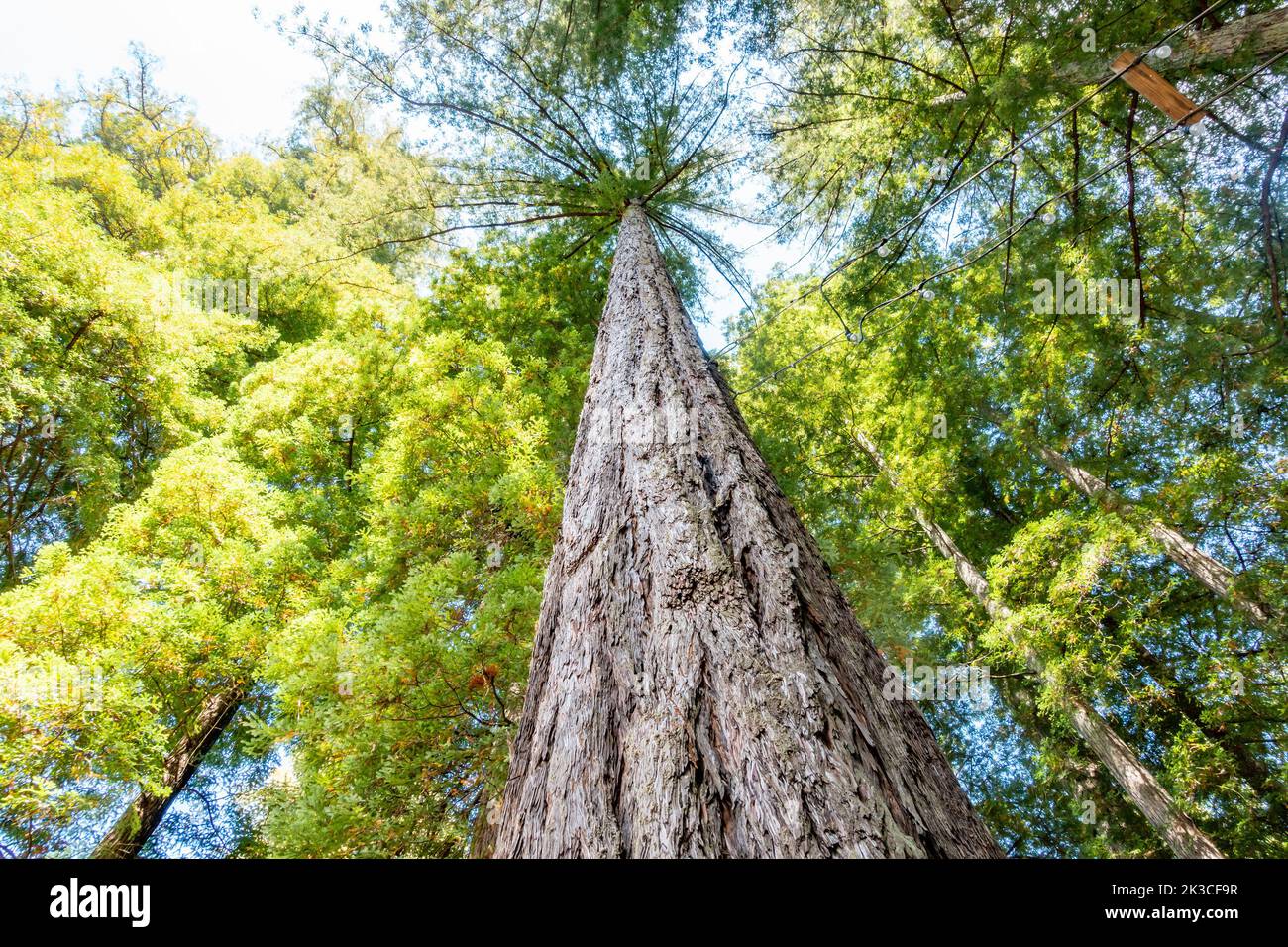 Redwood trees canopy hi-res stock photography and images - Alamy