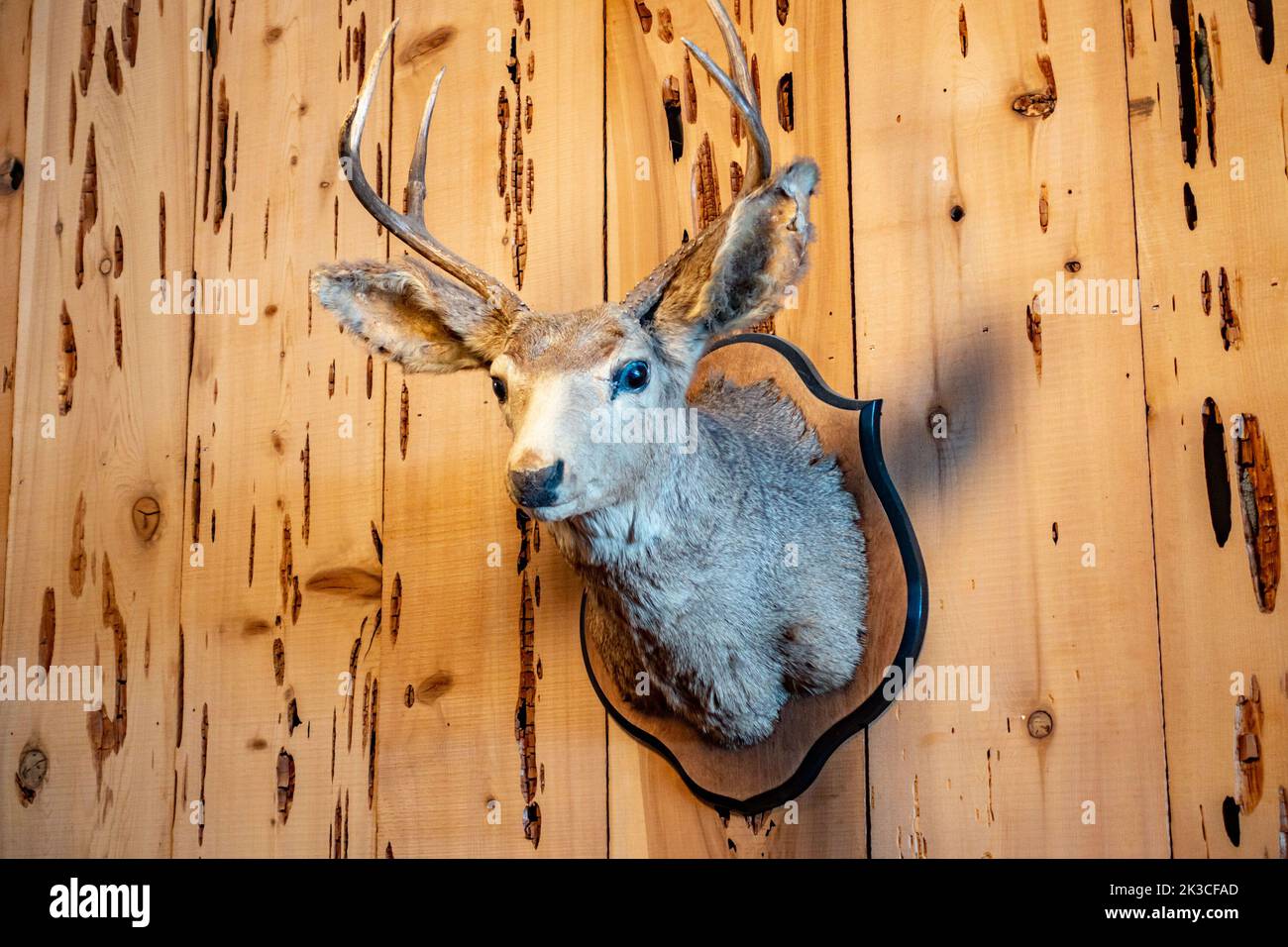 A stag's head mounted and hanging from a wall Stock Photo - Alamy