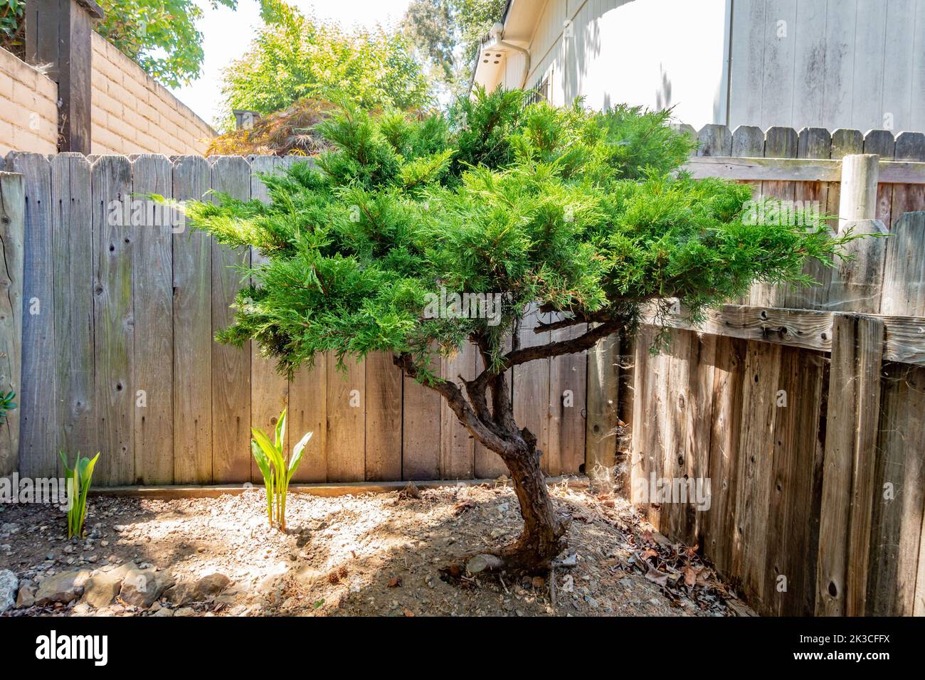 A conifer in the corner of a garden, trimmed in a decorative bonsai ...
