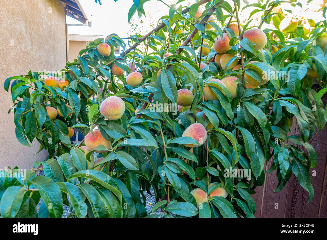 Homegrown peaches, growing on a lemon tree in a garden, ripe and ready ...