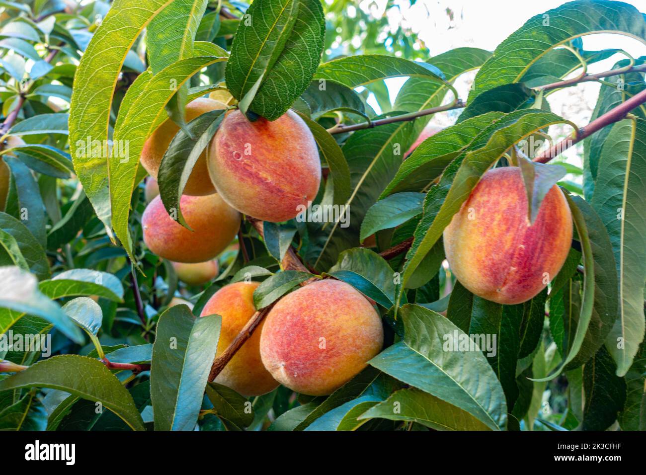 Homegrown peaches, growing on a lemon tree in a garden, ripe and ready ...