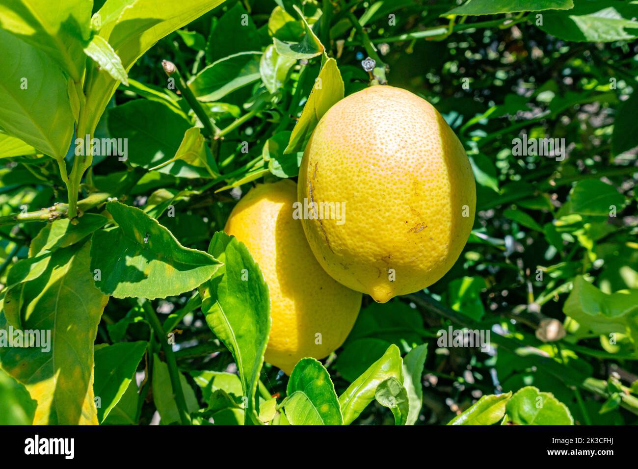 Homegrown lemons, growing on a lemon tree in a garden, ripe and ready ...