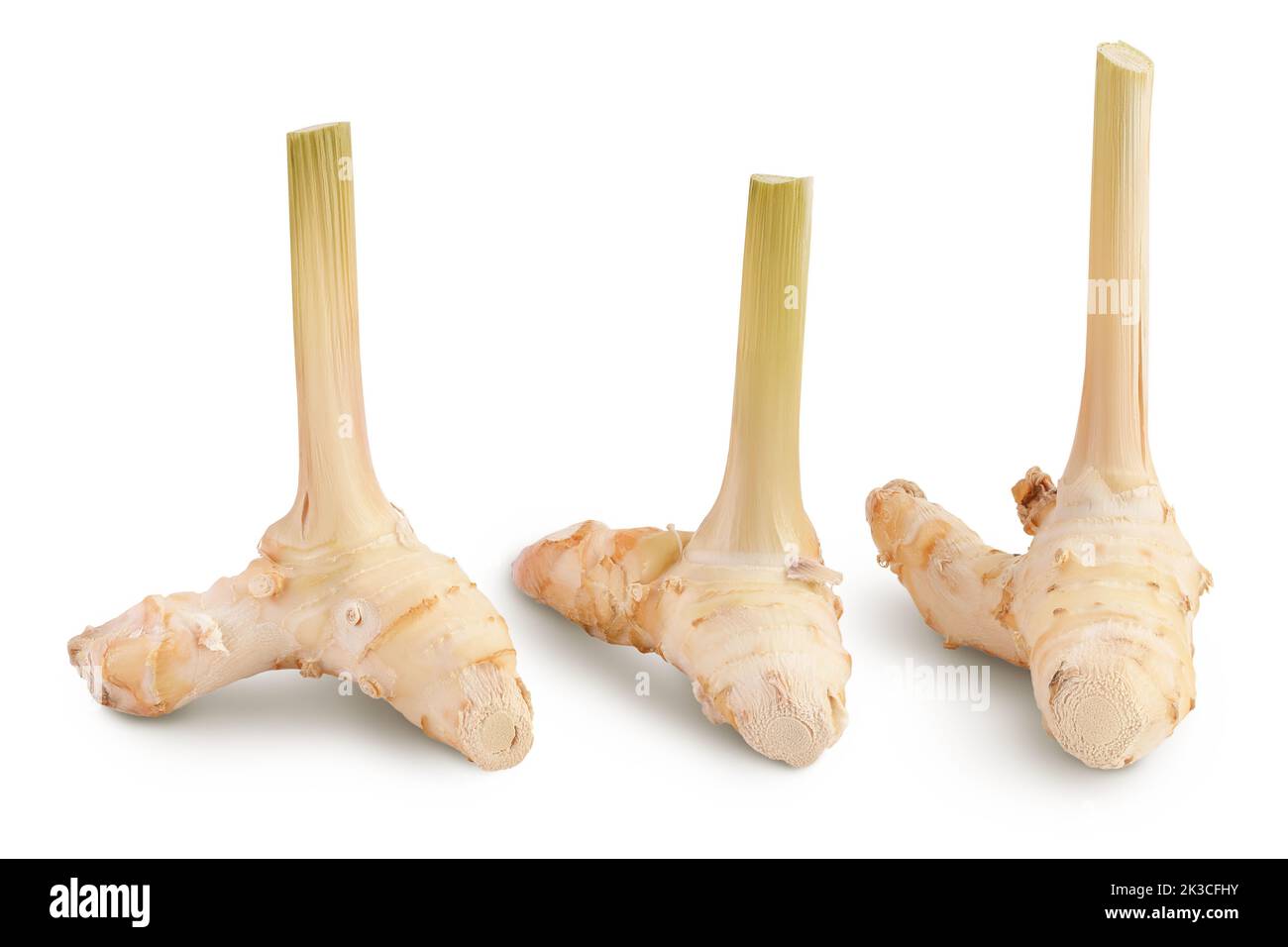 Fresh galangal root isolated on white background with full depth of ...