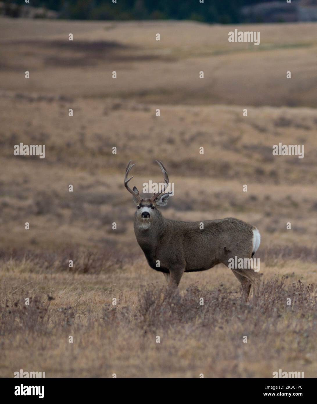 Montana mule deer buck with neck swollen during the rut Stock Photo - Alamy