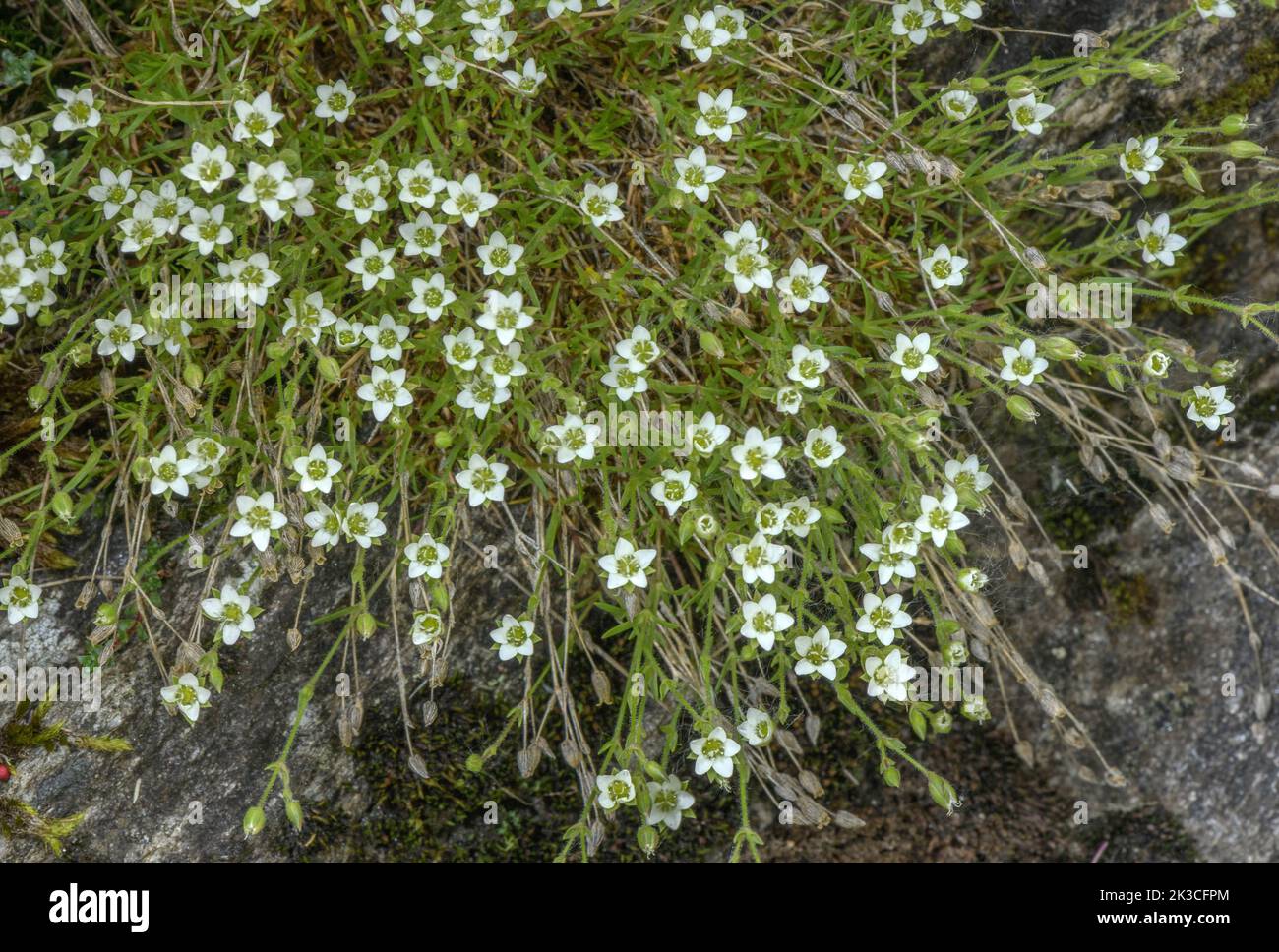 Rock sandwort hi-res stock photography and images - Alamy
