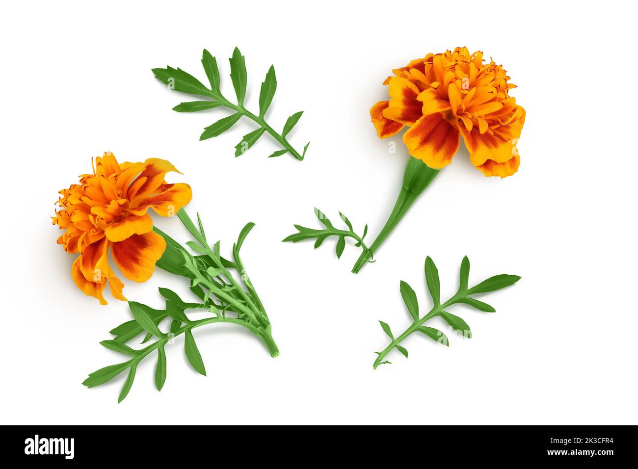 fresh marigold or tagetes erecta flower isolated on white background ...