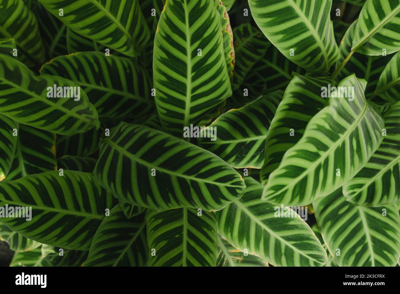 Nature eco Calathea zebrina green leave textured background. Abstract ...