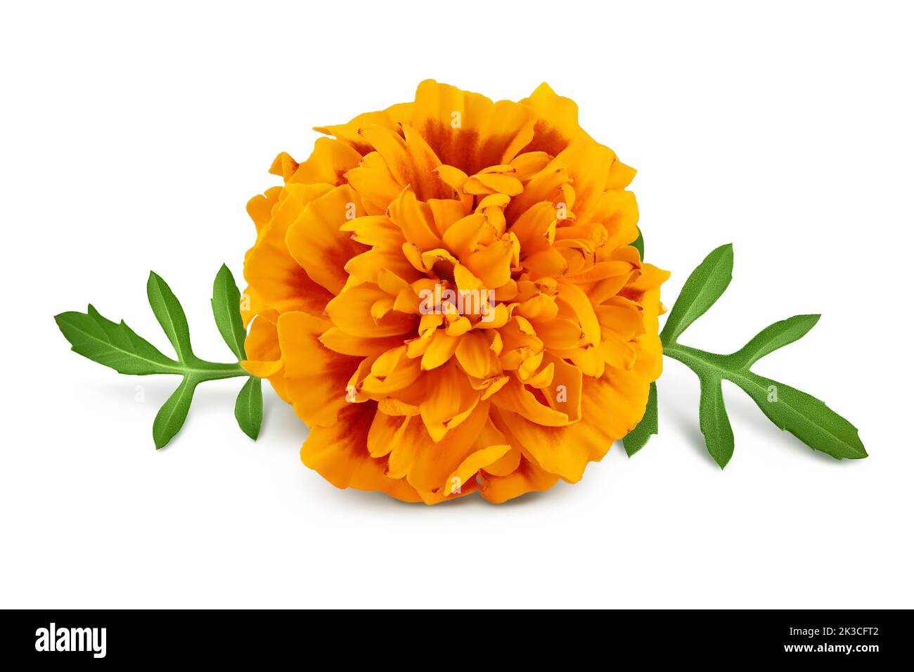 fresh marigold or tagetes erecta flower isolated on white background ...