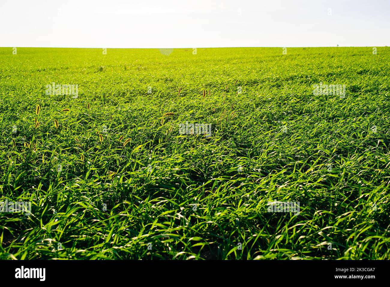 Ukrainian Green Field of wheat, blue sky and sun, white clouds ...