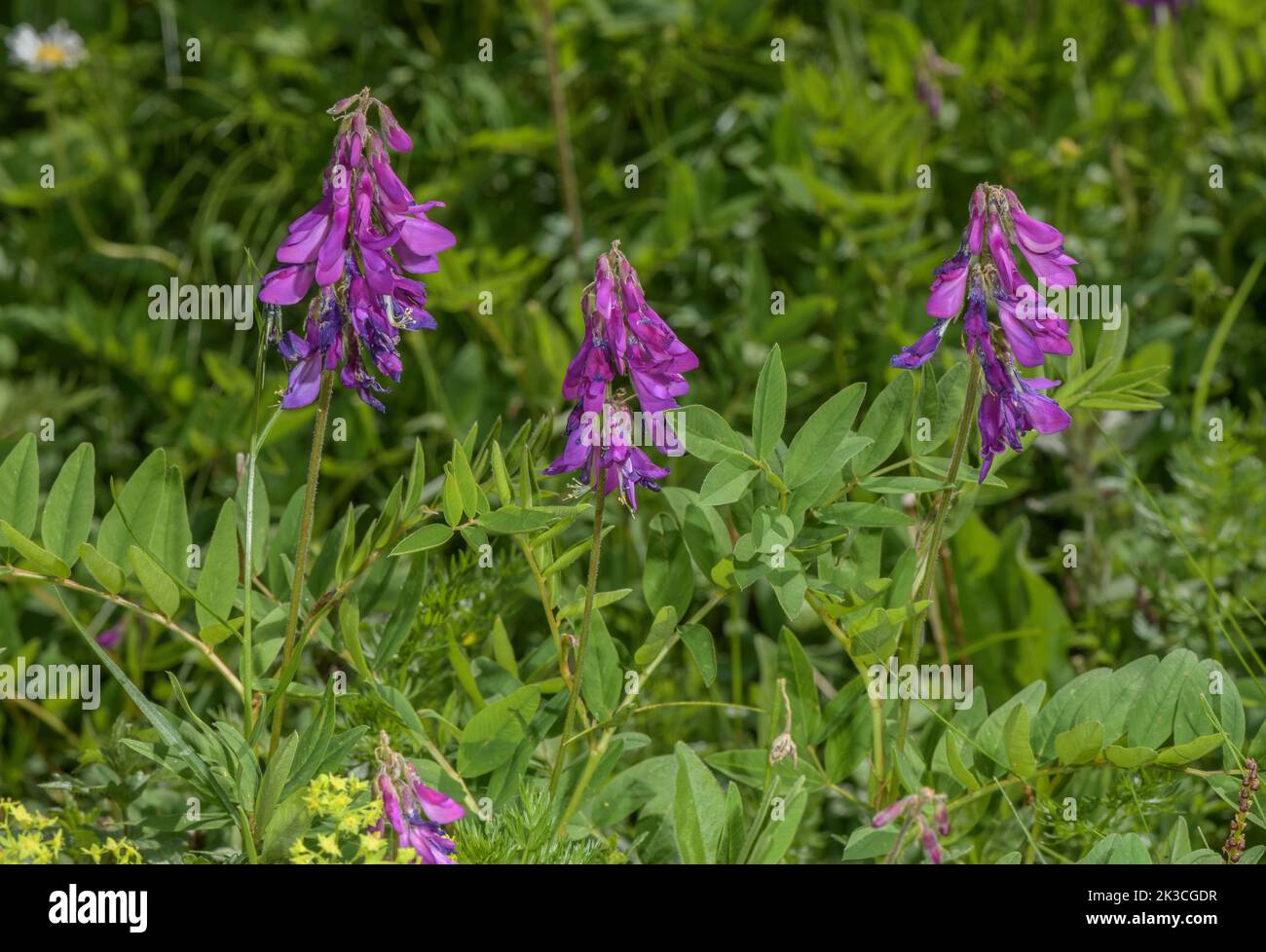 Alpine sainfoin, Hedysarum hedysaroides in flower, Italian Alps Stock ...