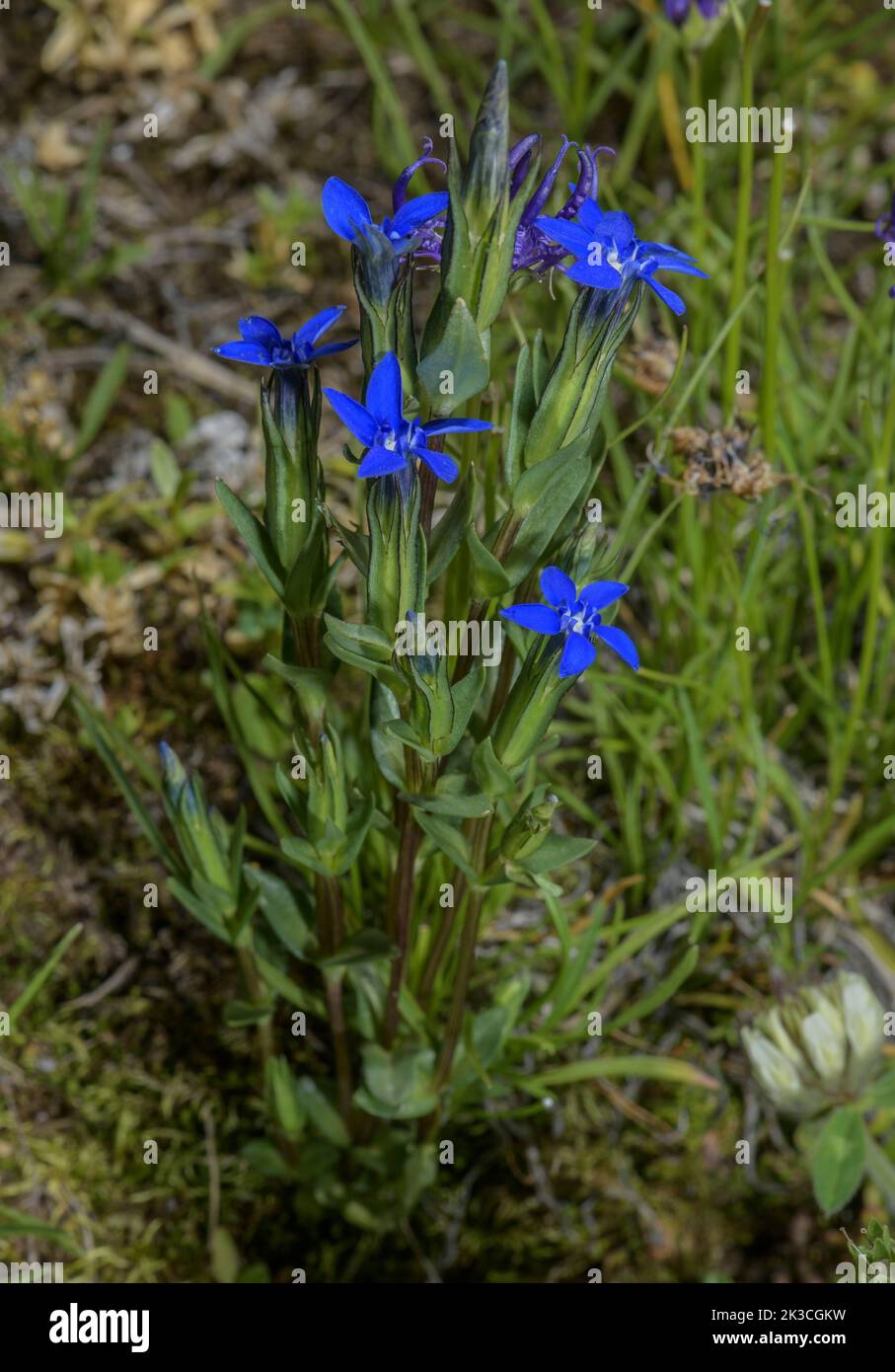 Snow Gentian, Gentiana nivalis, in flower in alpine pasture Stock Photo ...