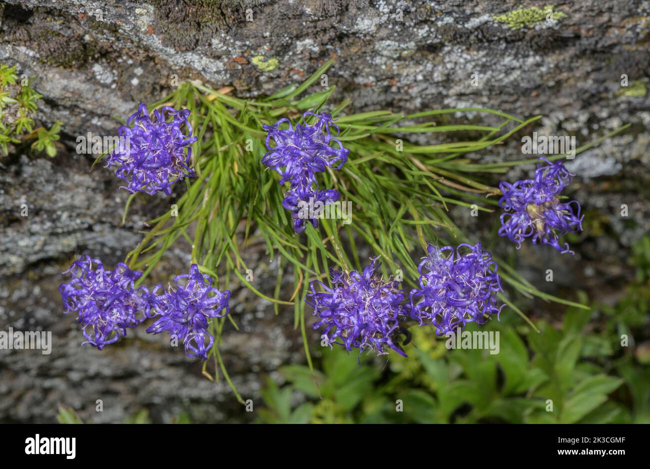 Globe-headed Rampion, Phyteuma hemisphaerica in flower in rock crevice ...