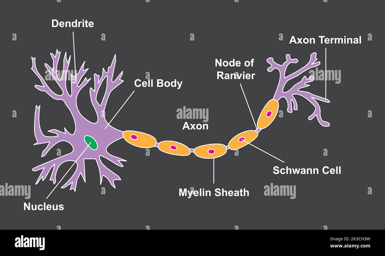 Scientific Designing of Neuron Structure. Colorful Symbols. Vector ... Scientific Designing of Neuron Structure. Colorful Symbols. Vector ...