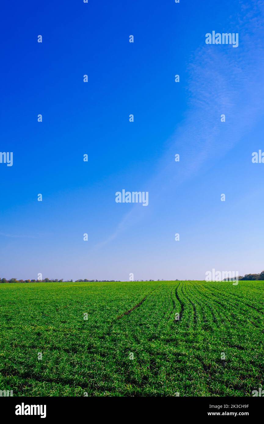 Ukrainian Green Field of wheat, blue sky and sun, white clouds ...
