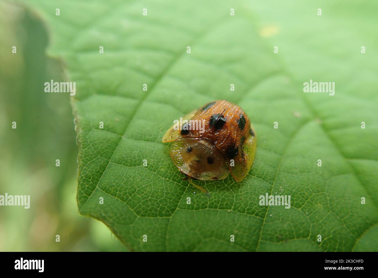 Aspidimorpha miliaris is a widespread Asian species of beetles, family ...