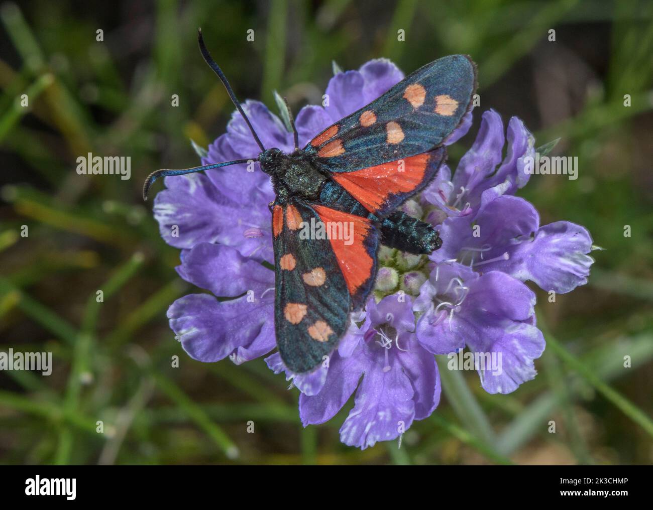 A 6-spot Burnet Moth, Zygaena on Grass Leaved Scabious, Lomelosia ...