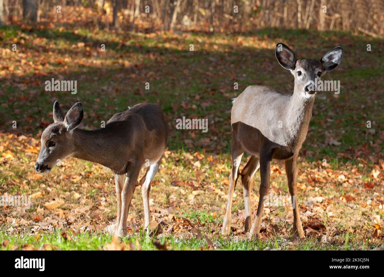 Pair of young whitetail deer looking in opposite directions near a ...