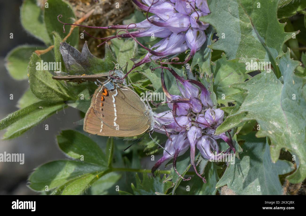 Mating Pair Of Blue Spot Hairstreak Butterflies Satyrium Spini On