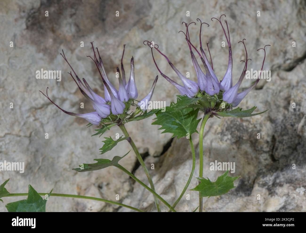 Tufted horned rampion, Physoplexis comosa, in flower on limestone cliff ...
