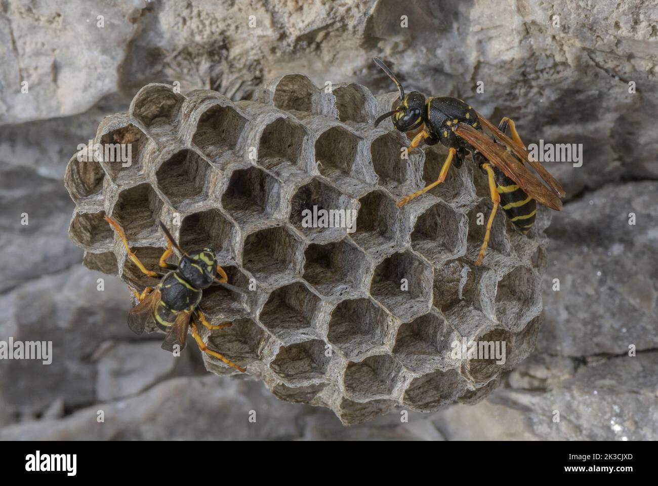 Female Paper Wasps, Polistes sp, working on nest. Italian Alps Stock ...