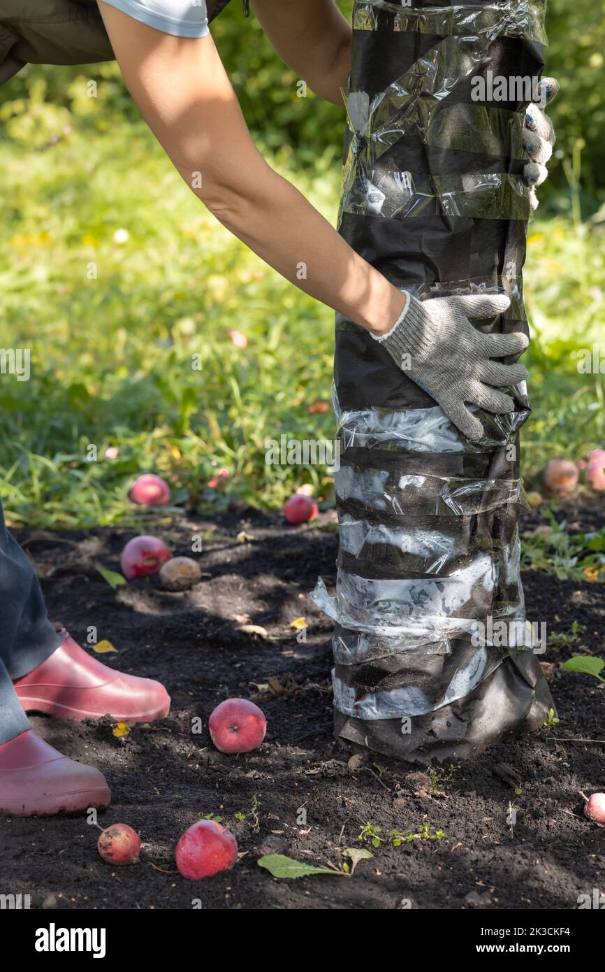 Protecting from pests hi-res stock photography and images - Alamy