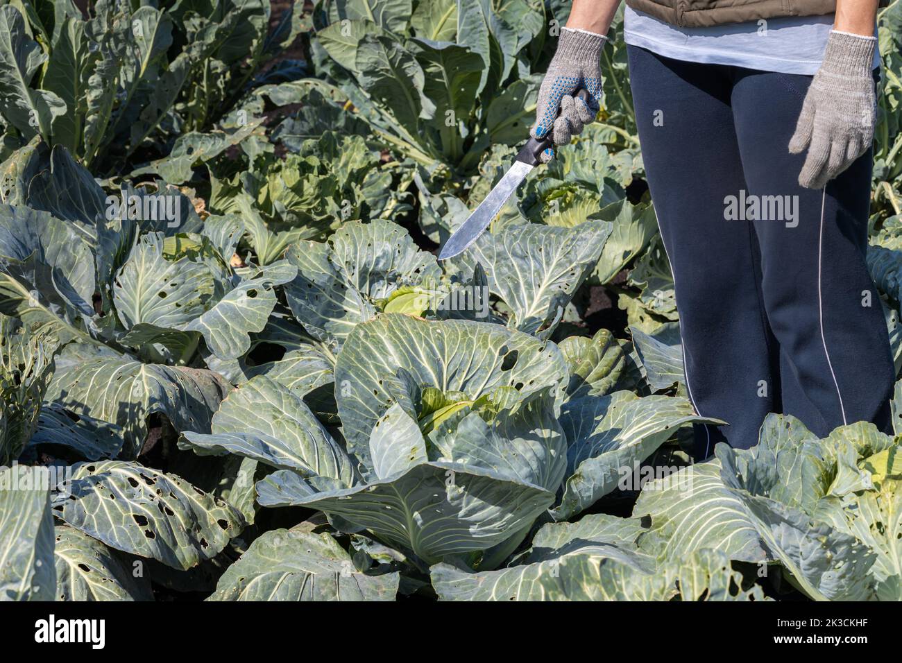 a farmer stands in a field with cabbage. farmer cutting cabbage Stock ...
