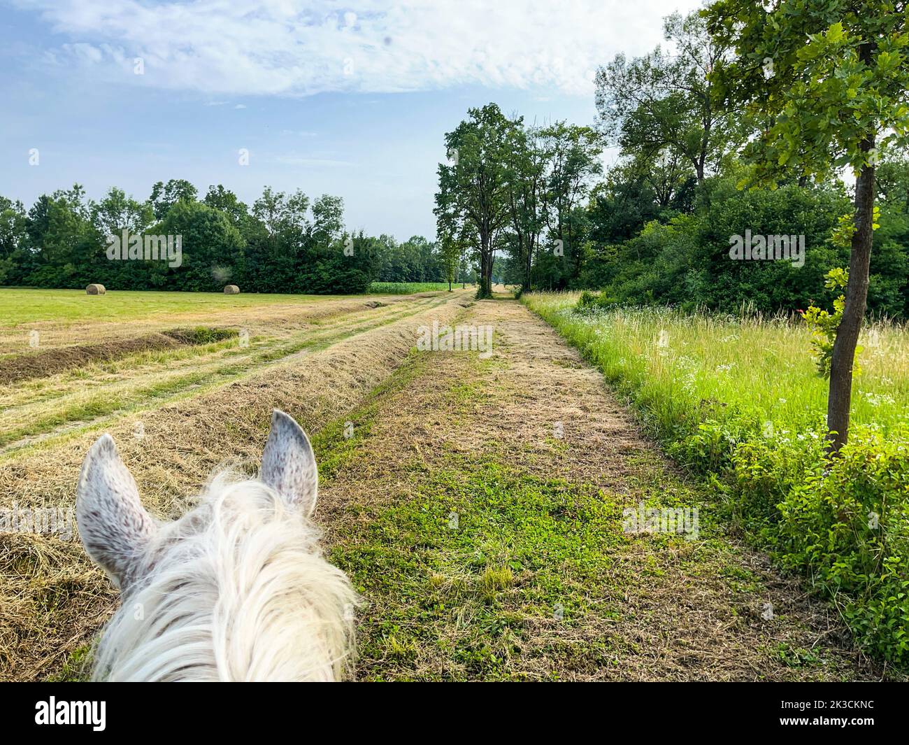 A pov of riding a horse in a green field in the countryside Stock Photo ...