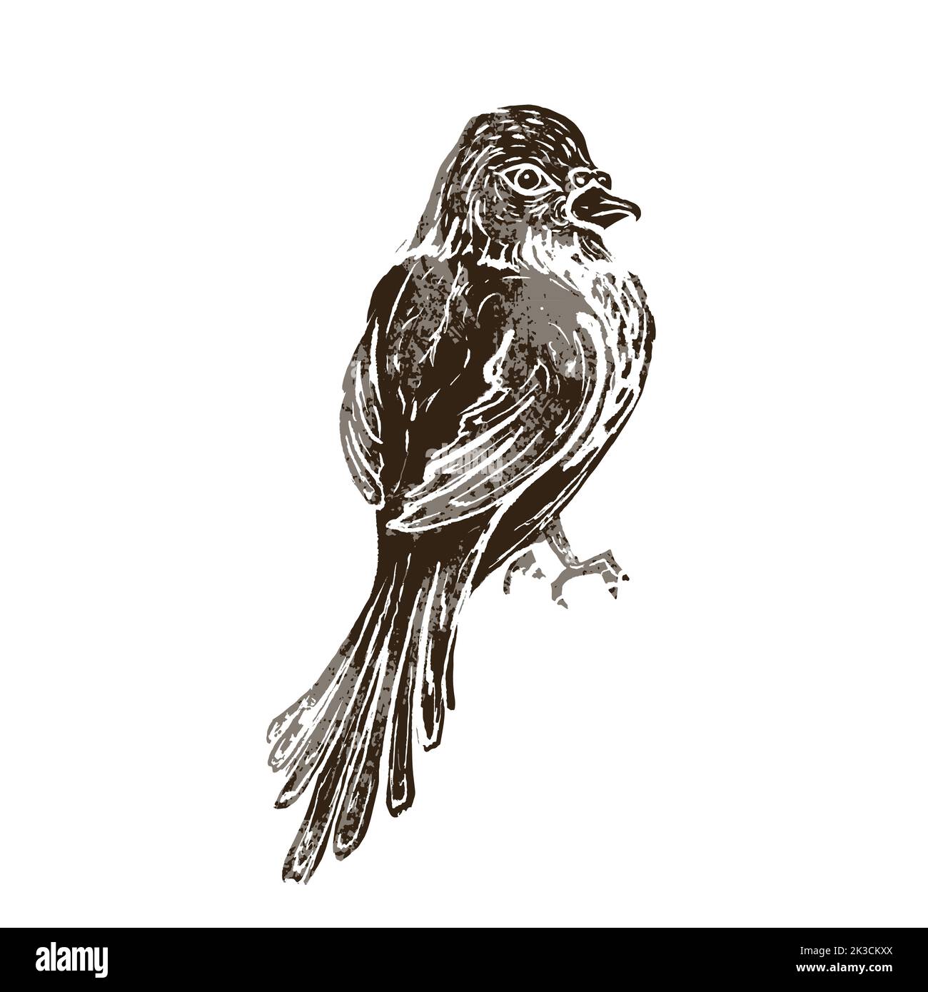 Bird line drawing hi-res stock photography and images - Alamy