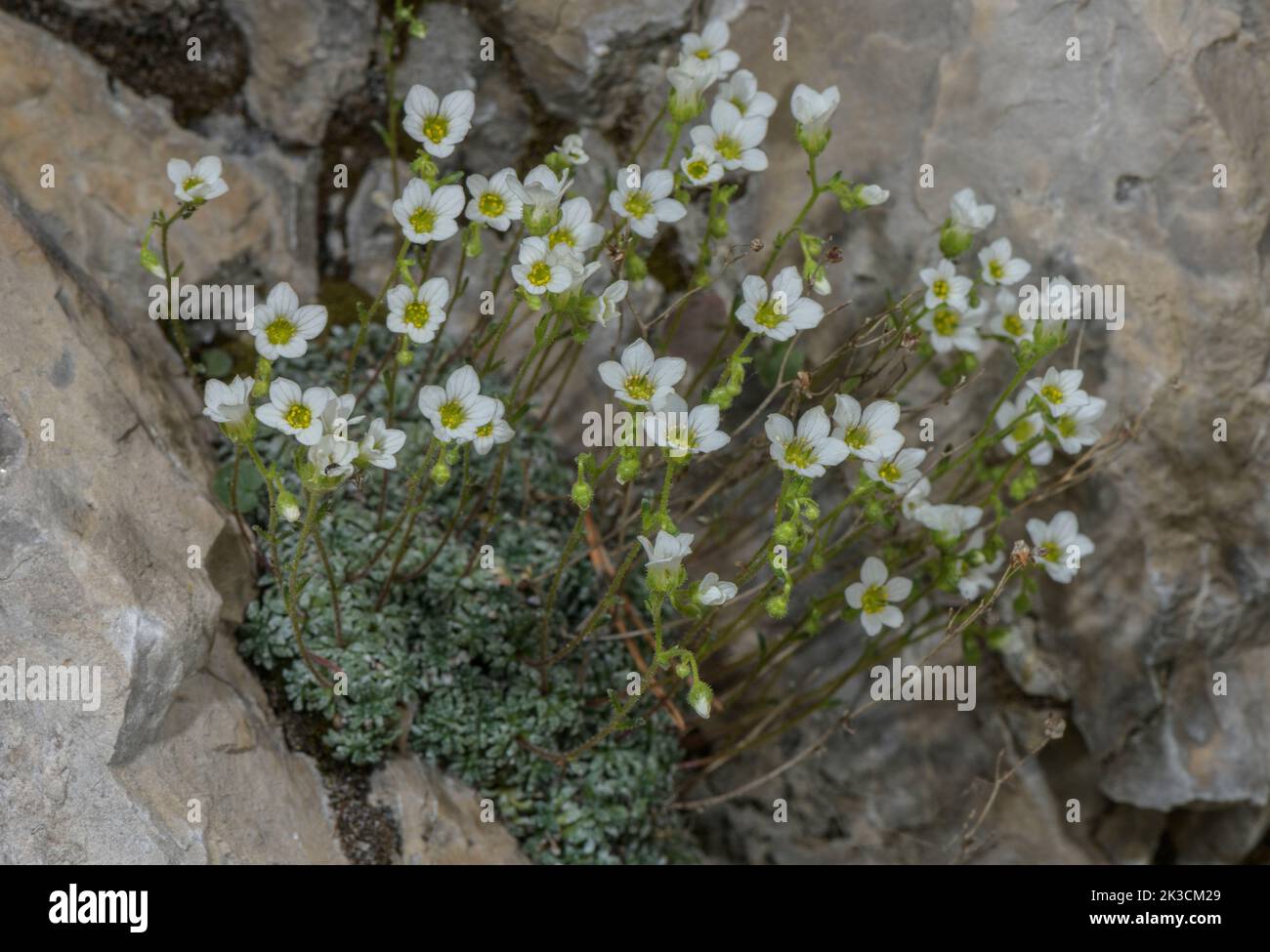 Blue saxifrage, Saxifraga caesia, clump in flower on limestone cliff ...